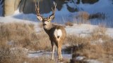 Deer Lottery Preview 2024 - NDGF - 05-20-2024 | Nodak Angler