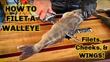How To Filet a WALLEYE! (Filets, Cheeks, & WINGS!) | Nodak Angler