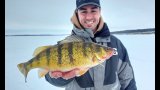 Devils Lake Perch Tips for Success (Ice Fishing) | Nodak Angler