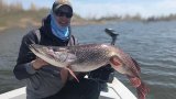 Spring Pike Tactics for Giants! (Lake Sakakawea) | Nodak Angler