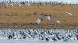 Spring Light Goose Conservation Order - NDGF - 03-28-2023 | Nodak Angler