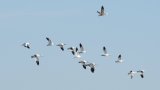 25th Anniversary of the Spring Light Goose Conservation Order - NDGF ...