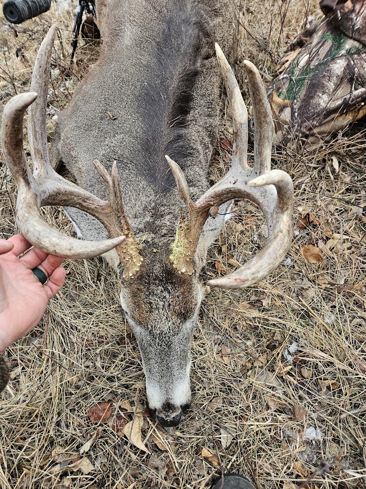 2024_buck3.jpg | Nodak Angler