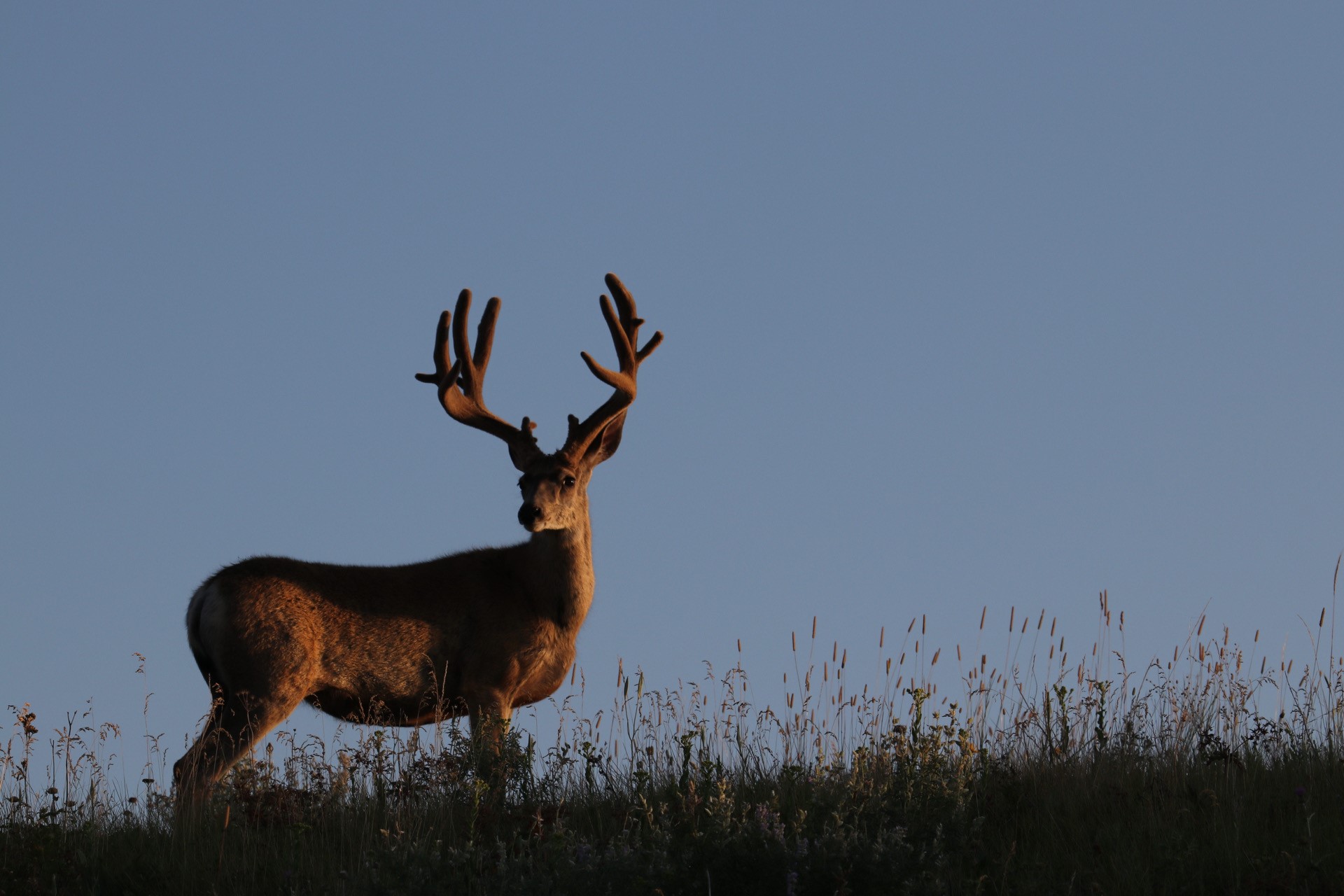 buck5.jpg | Nodak Angler