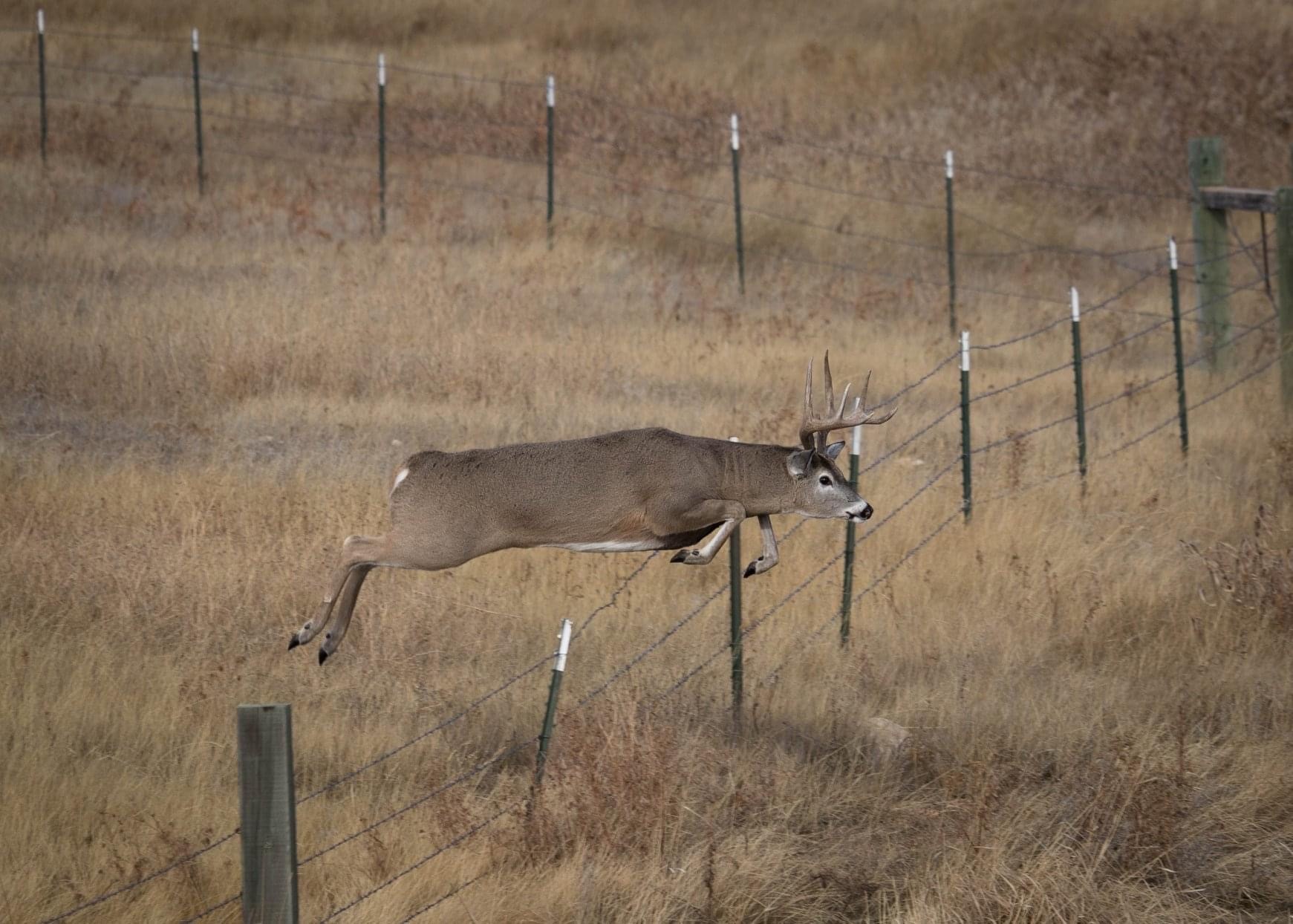 deer jump.jpg | Nodak Angler