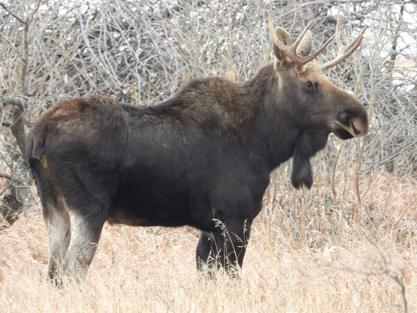 F0425BEE-2C49-4F08-97B2-2C520E5B4754.jpeg | Nodak Angler